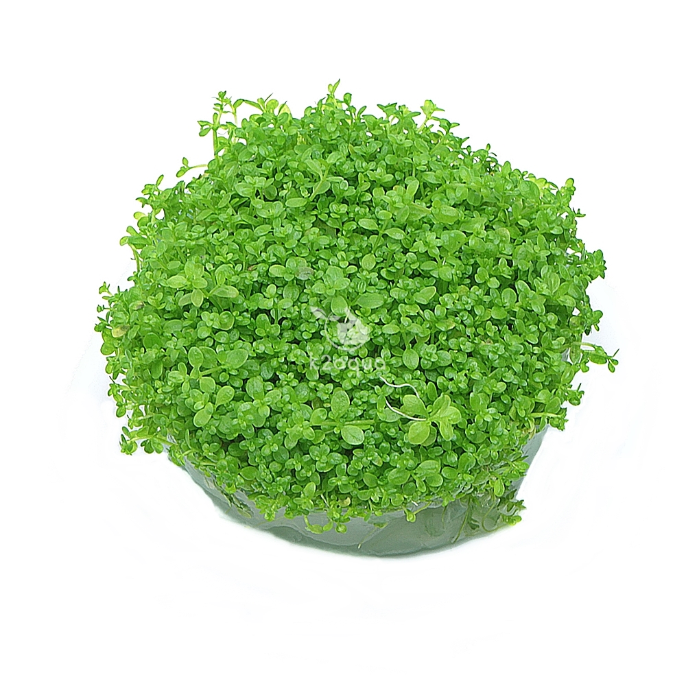 Hemianthus Callitrichoides Cuba Hc In Vitro Live Aquarium Plants Carpet ...