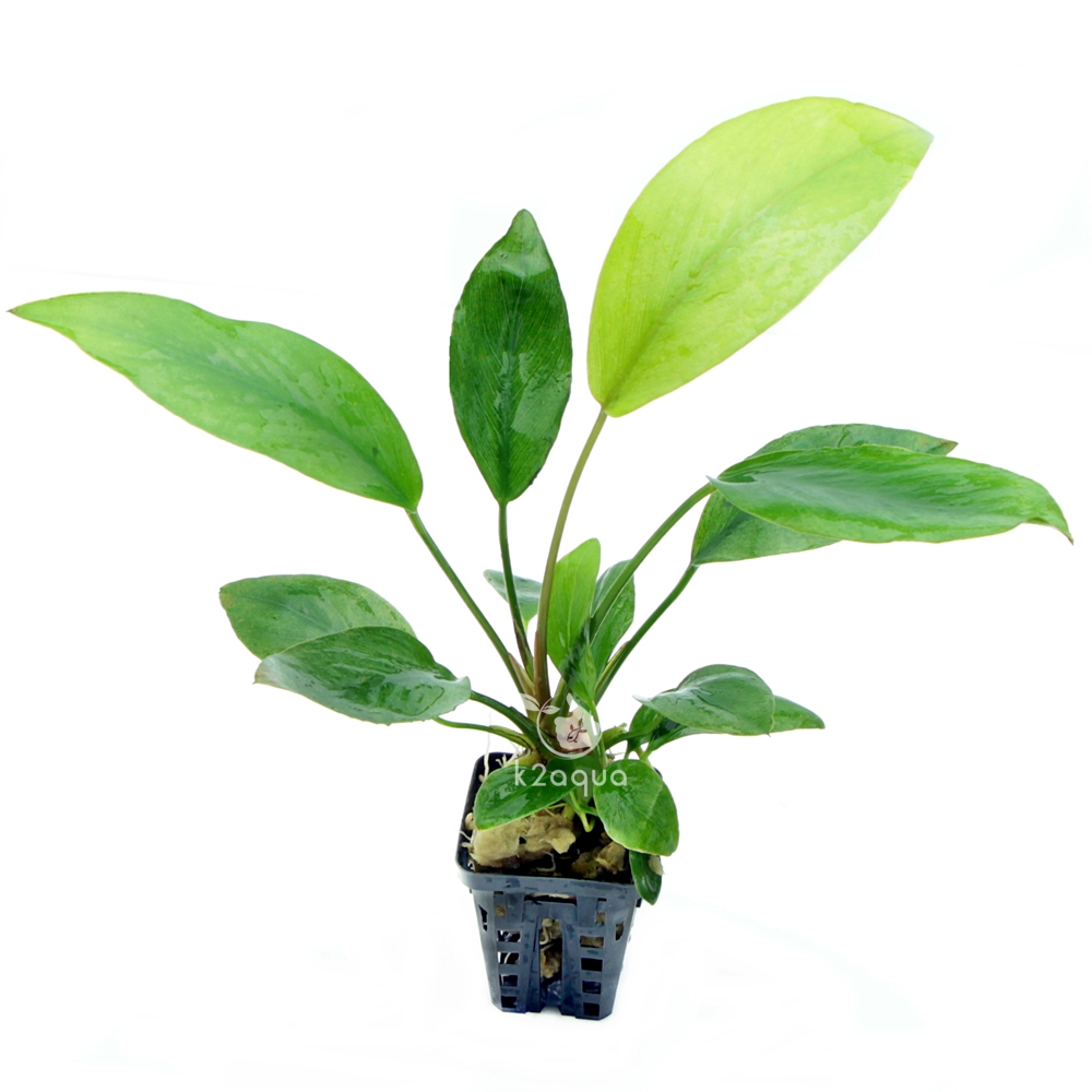 Anubias 40 species Live Aquarium Plants Tropical Fish Tank Aquascape ...