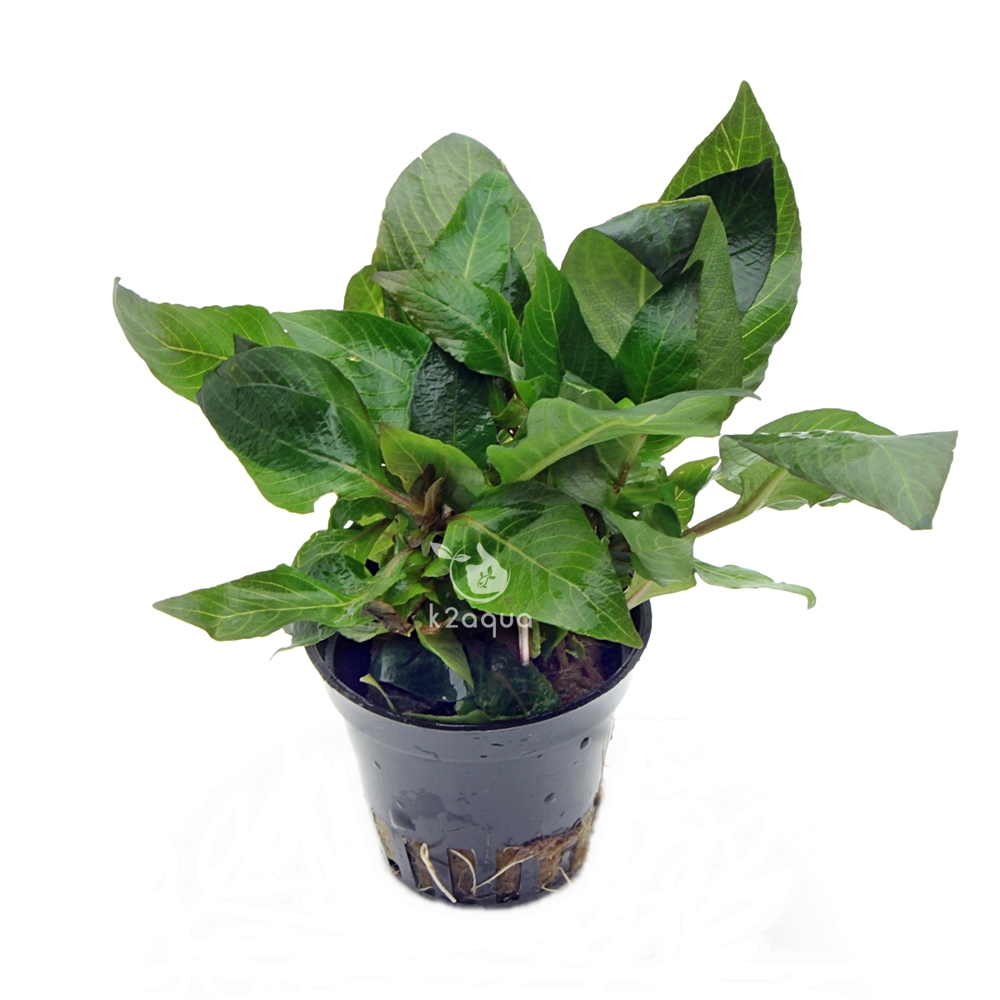 Hygrophila corymbosa compact mini Live Aquarium Plants Tropical ...