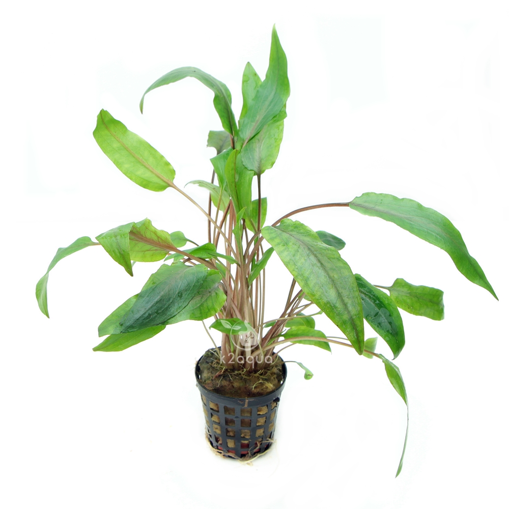Cryptocoryne Undulatus