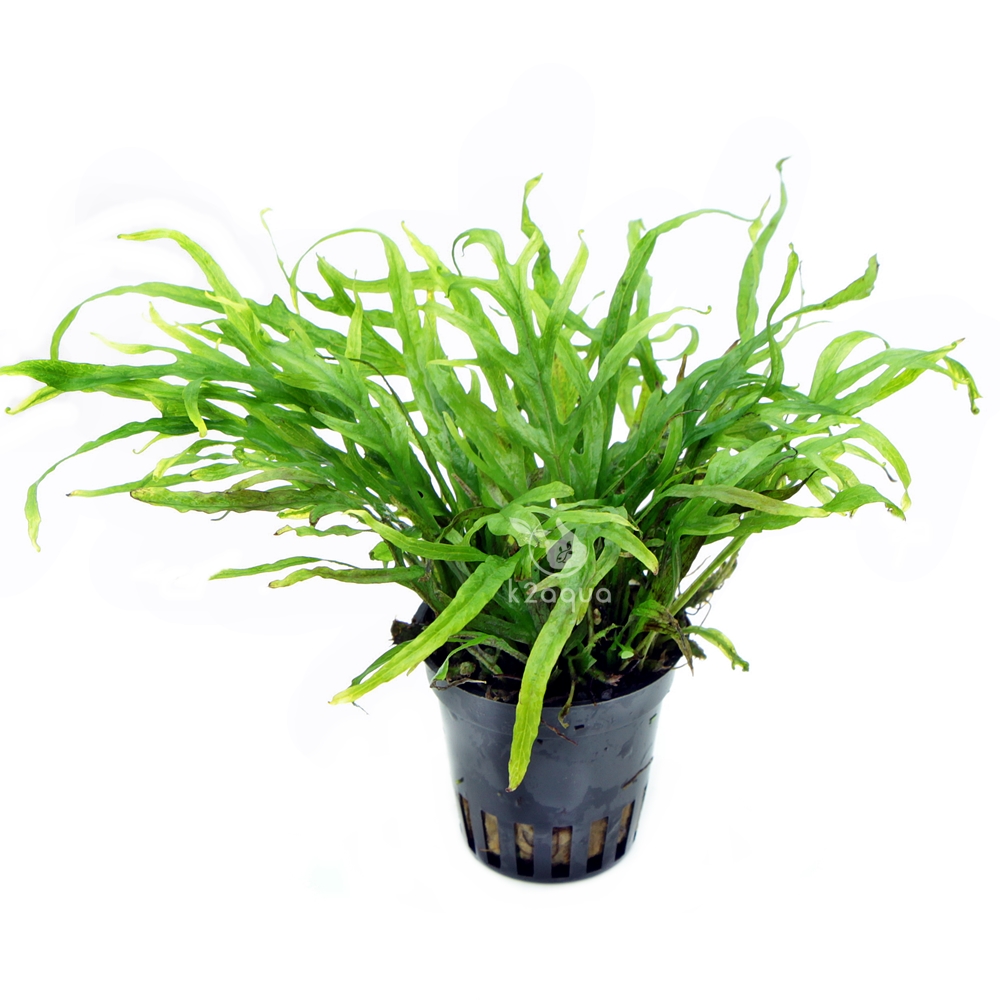 Microsorum pteropus Trident Live Aquarium Plants Java Fern Aquascaping ...