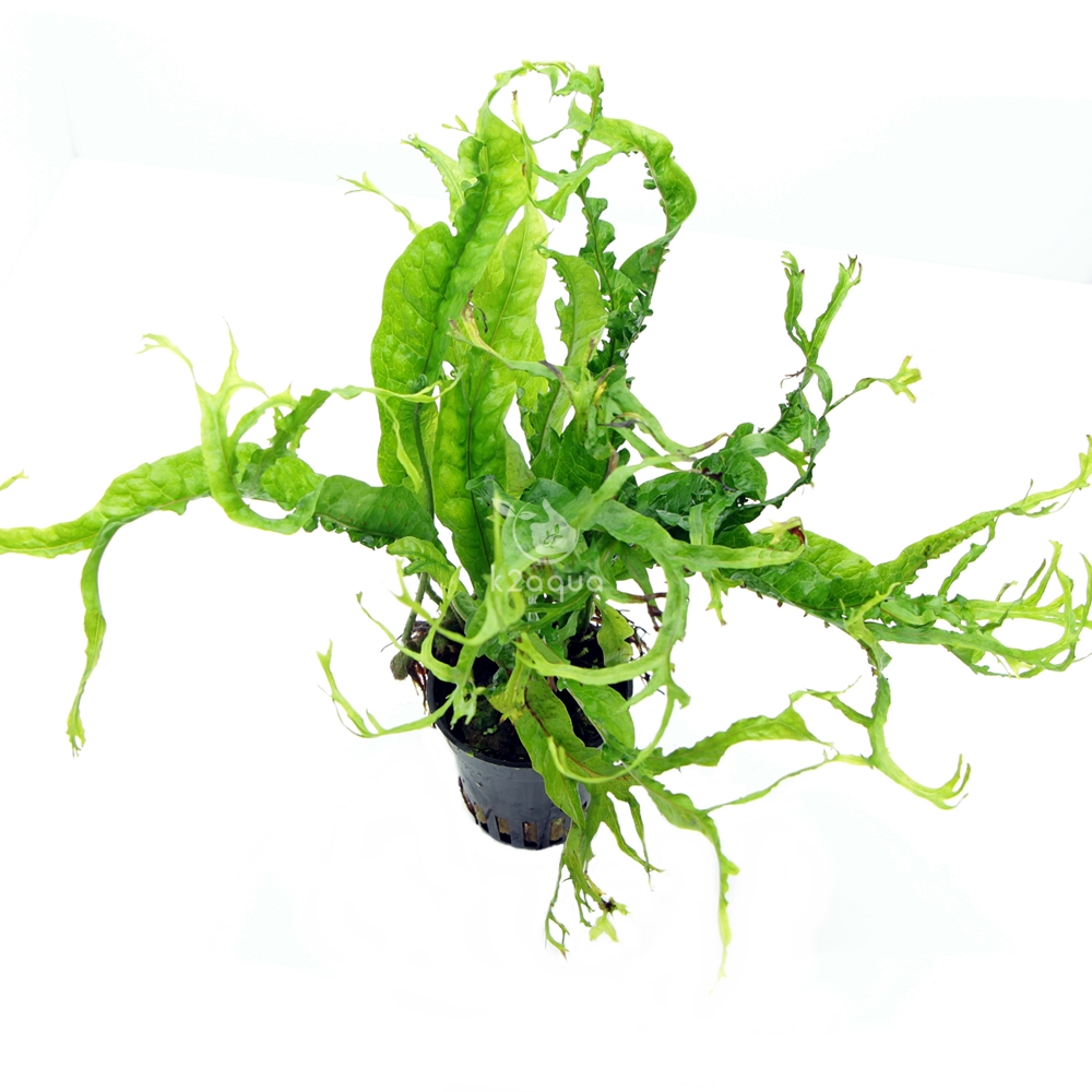 Microsorum pteropus Windelov Live Aquarium Plants Java Fern Aquascaping ...